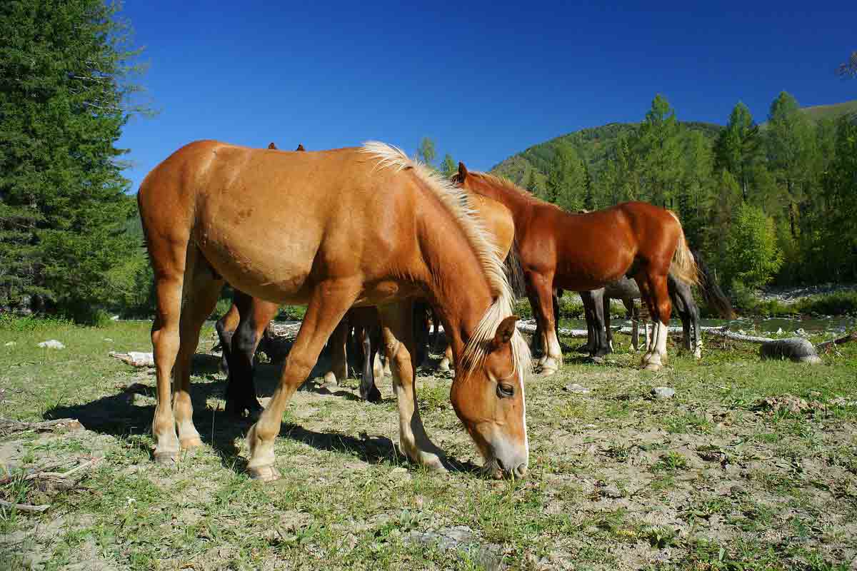 Altai Horse Breed Profile: Facts, Traits, Groom, Coats, More - HorseRule
