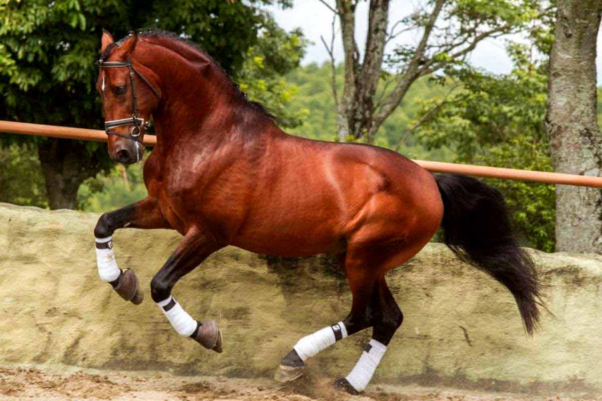 How To Hold Reins English Style: A 12 Step-By-Step Guide - HorseRule