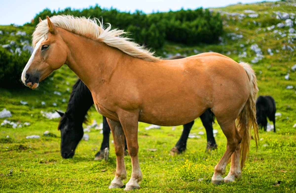 Comtois Horse Profile: Facts, Traits, Groom, Care, Health, Diet - HorseRule