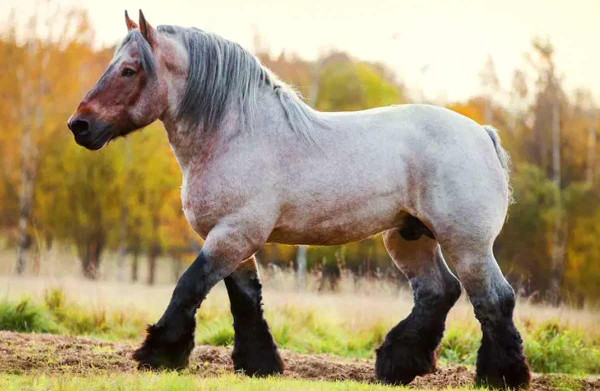Dutch Heavy Draft Horse Profile: Facts, Traits, Groom, Care - HorseRule