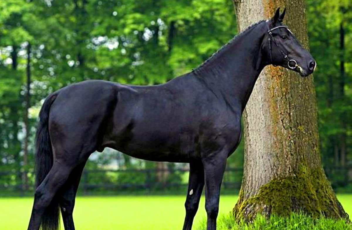 Dutch Warmblood Horse Profile: Facts, Traits, Groom, Care - HorseRule
