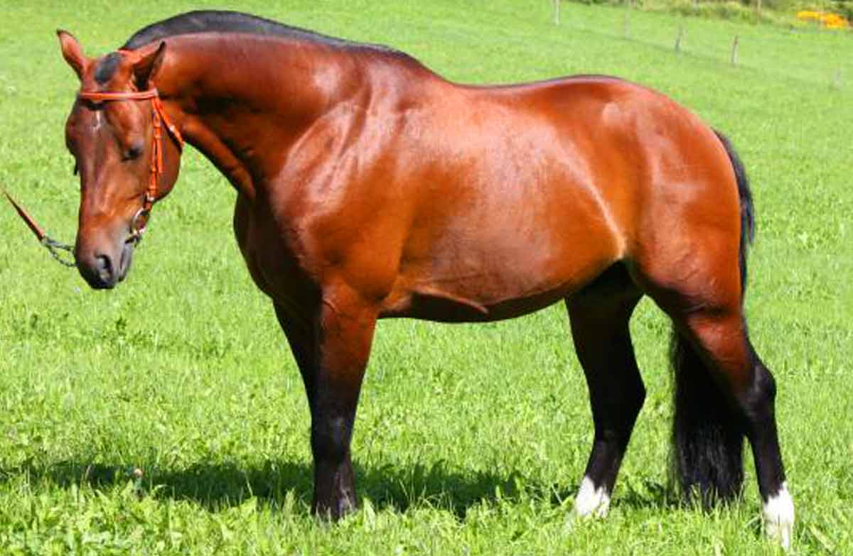 Freiberger Horse Profile: Facts, Traits, Groom, Care, Health - HorseRule