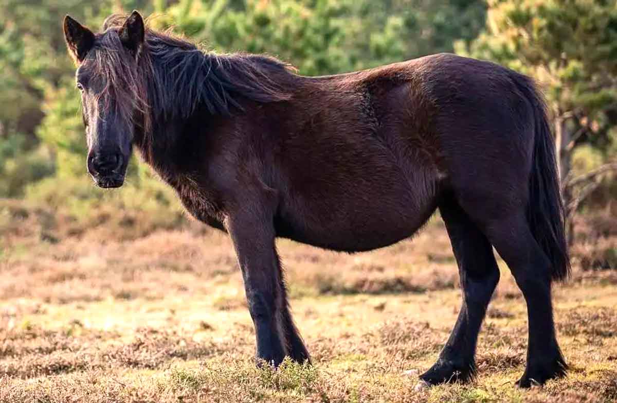 Galician Pony Horse Profile: Facts, Traits, Groom, Care, Health - HorseRule